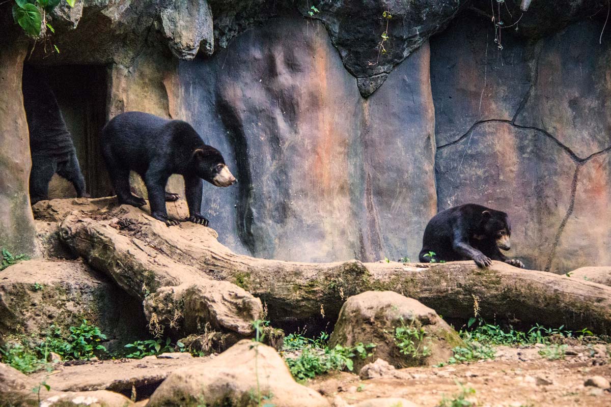 Get Closer with the Animals in Taman Safari Indonesia | Peek Holidays