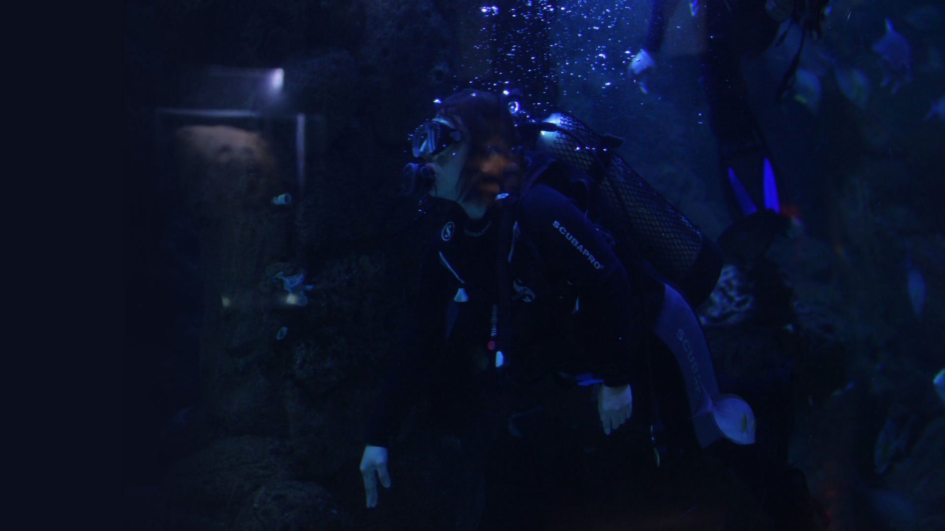 Fun Dive Experience at Sea World Ancol | Peek Holidays