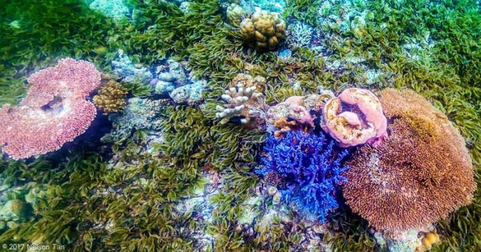 Taka Bonerate: The Real Hidden Gem of South Sulawesi | Peek Holidays