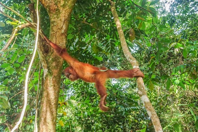 The Best 10 Wildlife Encounter Destinations in Indonesia | Peek Holidays